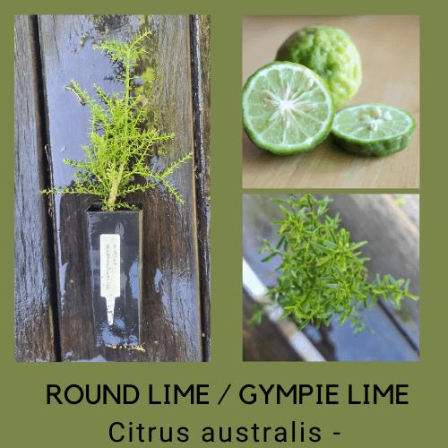 Citrus australis - ROUND LIME / GYMPIE LIME - QLD only - Rare Dragon Fruit
