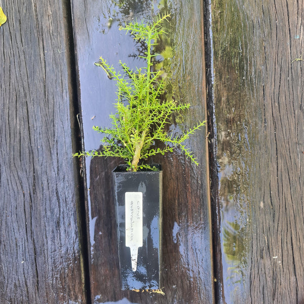 Citrus australis - ROUND LIME / GYMPIE LIME - QLD only - Rare Dragon Fruit