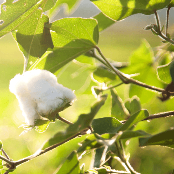 Cotton Tree- Gossypium Arboreum - 10 SEEDS - Rare Dragon Fruit