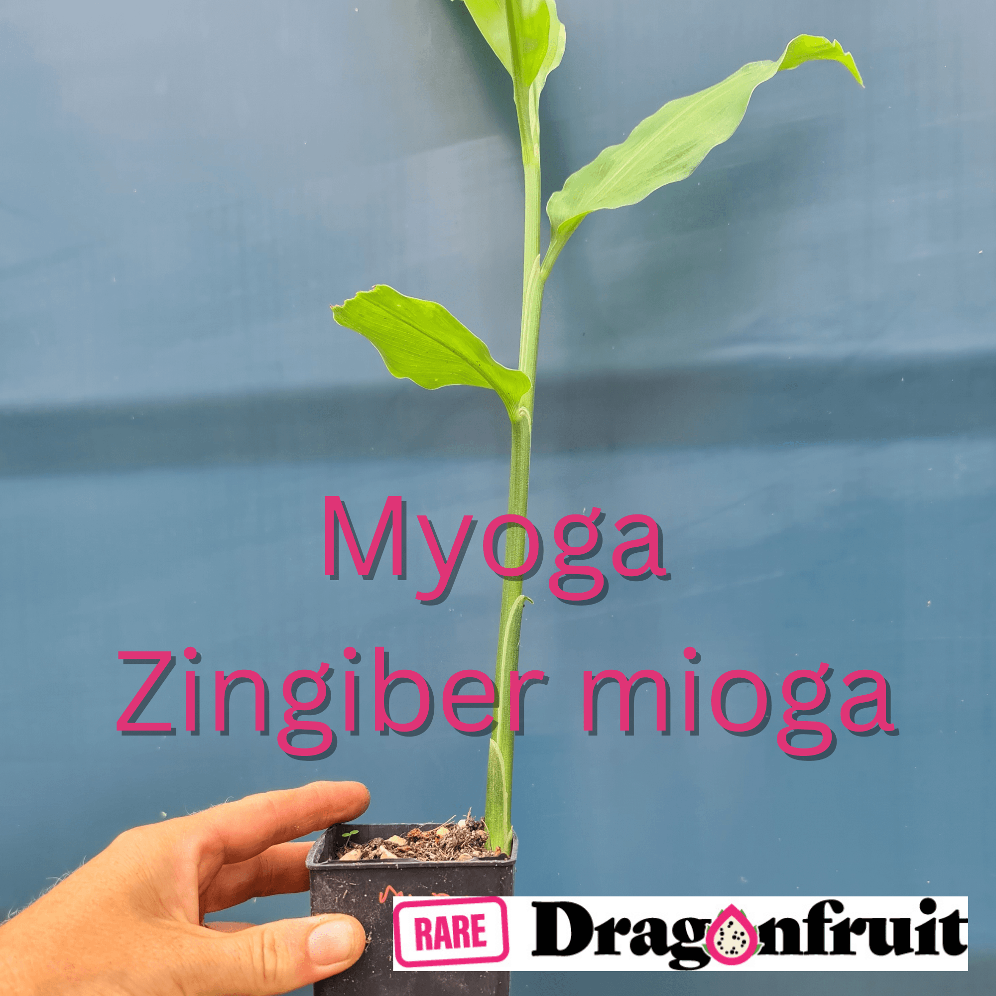 Zingiber Mioga