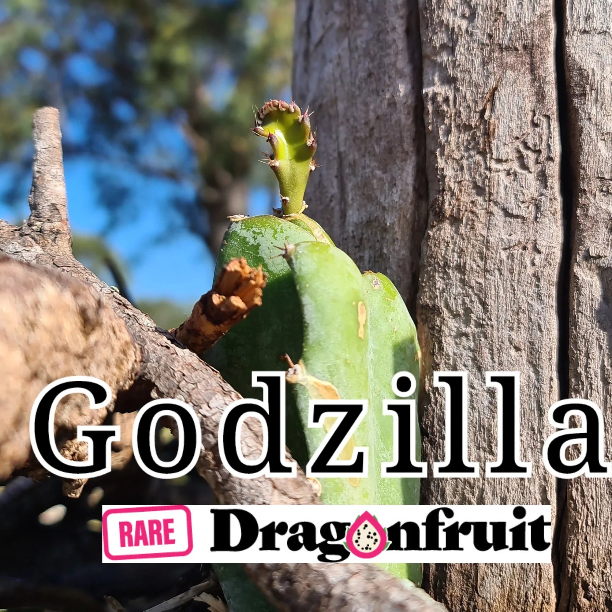 Godzilla Dragon Fruit - Rare Dragon Fruit
