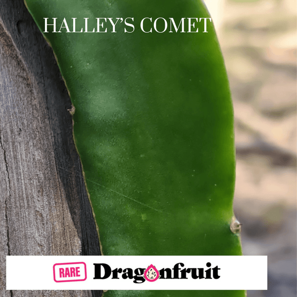 Halley’s / Haley's Comet (XXL bloom)- H. undatus X H. guatemalensis ...