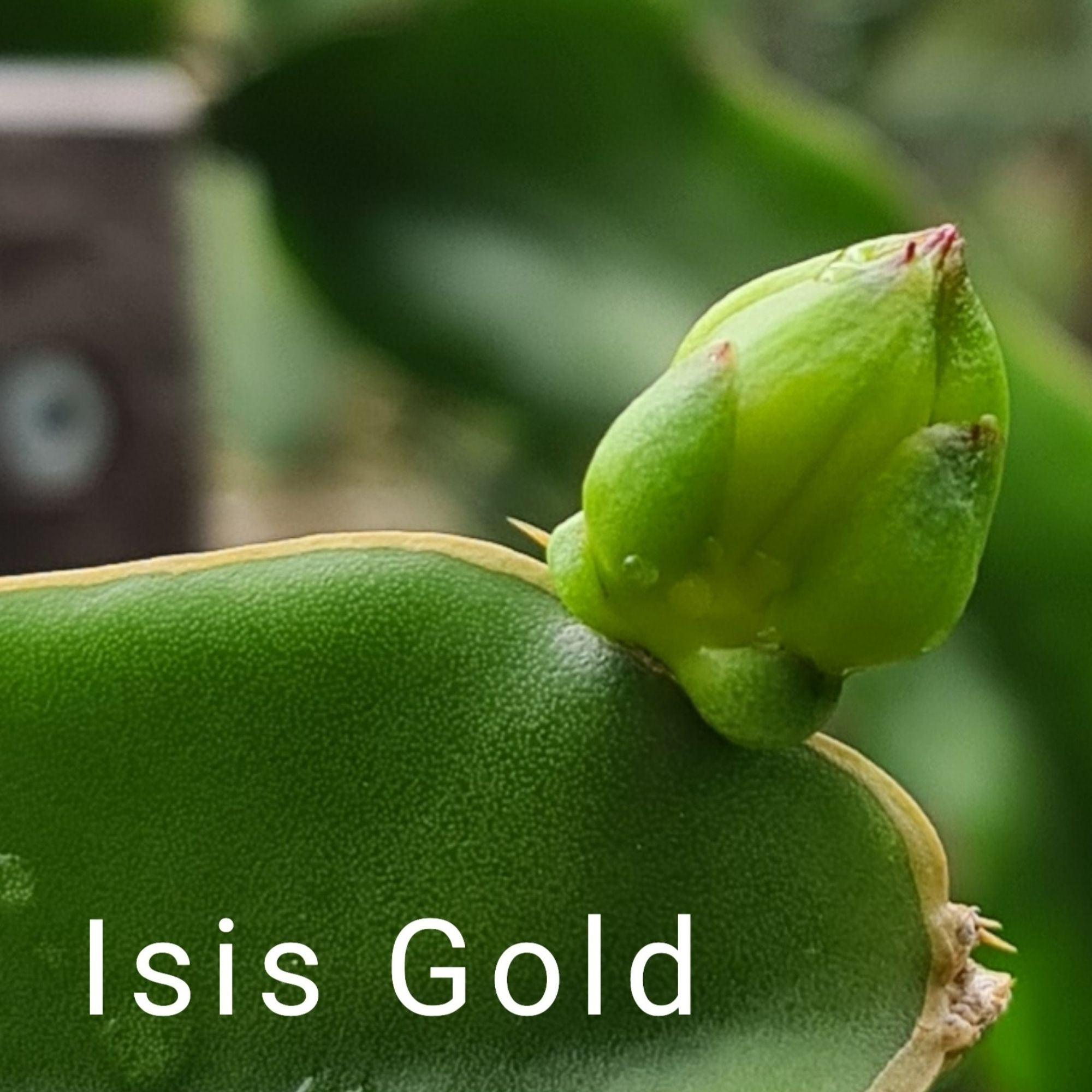 Isis Gold - Hylocereus Undatus X QLD Australian Dragon Fruit Variety ...
