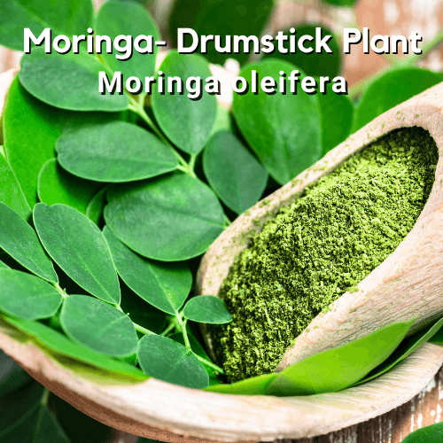 Moringa oleifera- Drumstick Tree - Moringa - Tree of life. - Rare ...