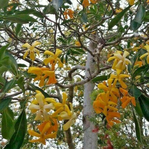 Native Frangipani Plant (Hymenosporum flavum) - Rare Dragon Fruit