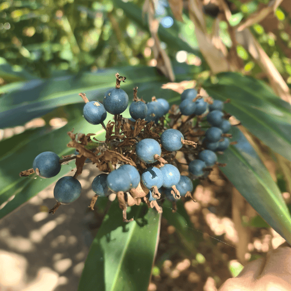 NATIVE GINGER – ALPINEA CAERULEA - BUSH TUCKER SPECIES - Rare Dragon Fruit
