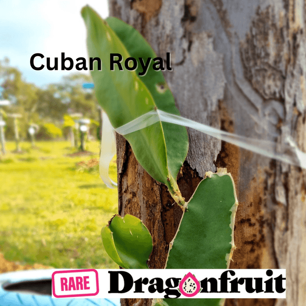 Cuban Royal Red Dragon Fruit f2.6 - Rare Dragon Fruit