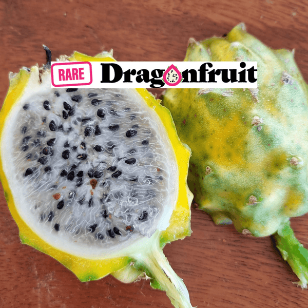 Palora Dragon Fruit - Rare Dragon Fruit