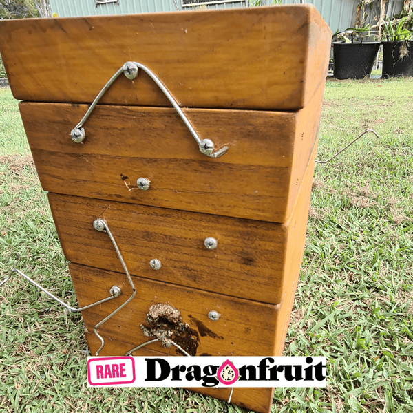 Paulownia Native bee Box- Oath design - Rare Dragon Fruit