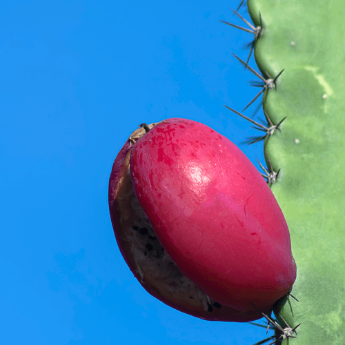 Peruvian Apple Cactus Cereus Repandus Hedge Cactus Queen Of The
