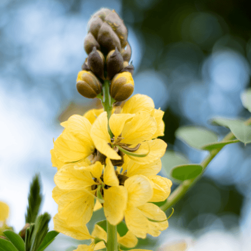 Pop corn Cassia - Senna didymobotrya - Rare Dragon Fruit
