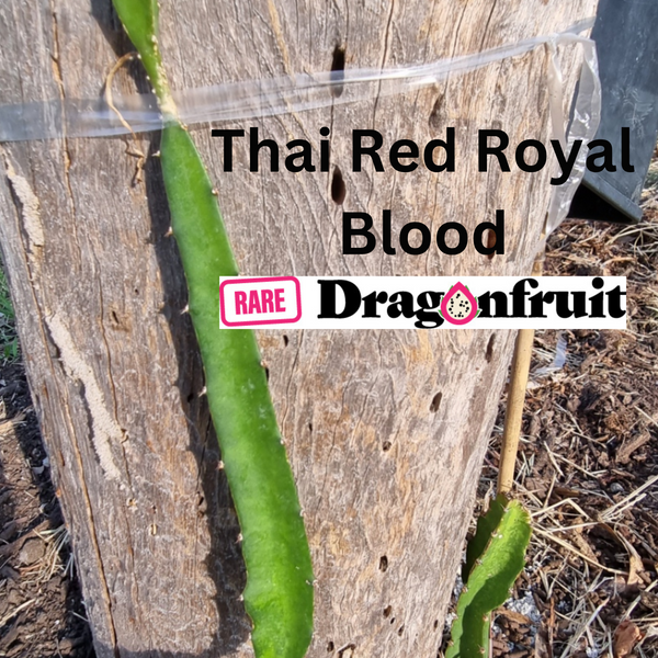Thai Red Royal Blood Dragon Fruit (A) - Rare Dragon Fruit