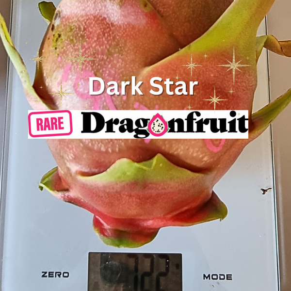 Dark Star (S9)- H. Undatus X H.Guatemalensis California - Rare Dragon Fruit