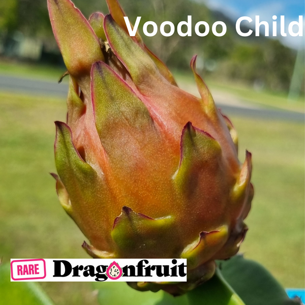 Voodoo Child (XXL bloom)- H. Guatemalesis X Dragon Fruit - Rare Dragon ...