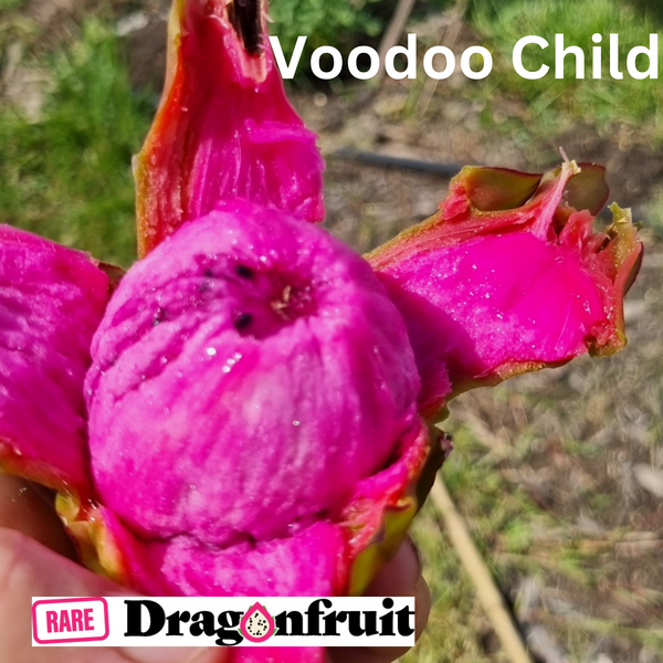 Voodoo Child (XXL bloom)- H. Guatemalesis X Dragon Fruit - Rare Dragon ...