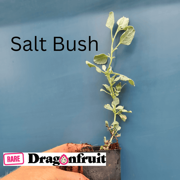 Salt Bush - Bush tucker plant - Rare Dragon Fruit